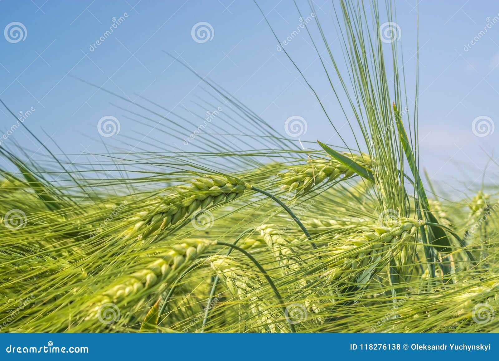 Spinning Ears of Corn on the Background of a Clear, Blue Sky Stock ...