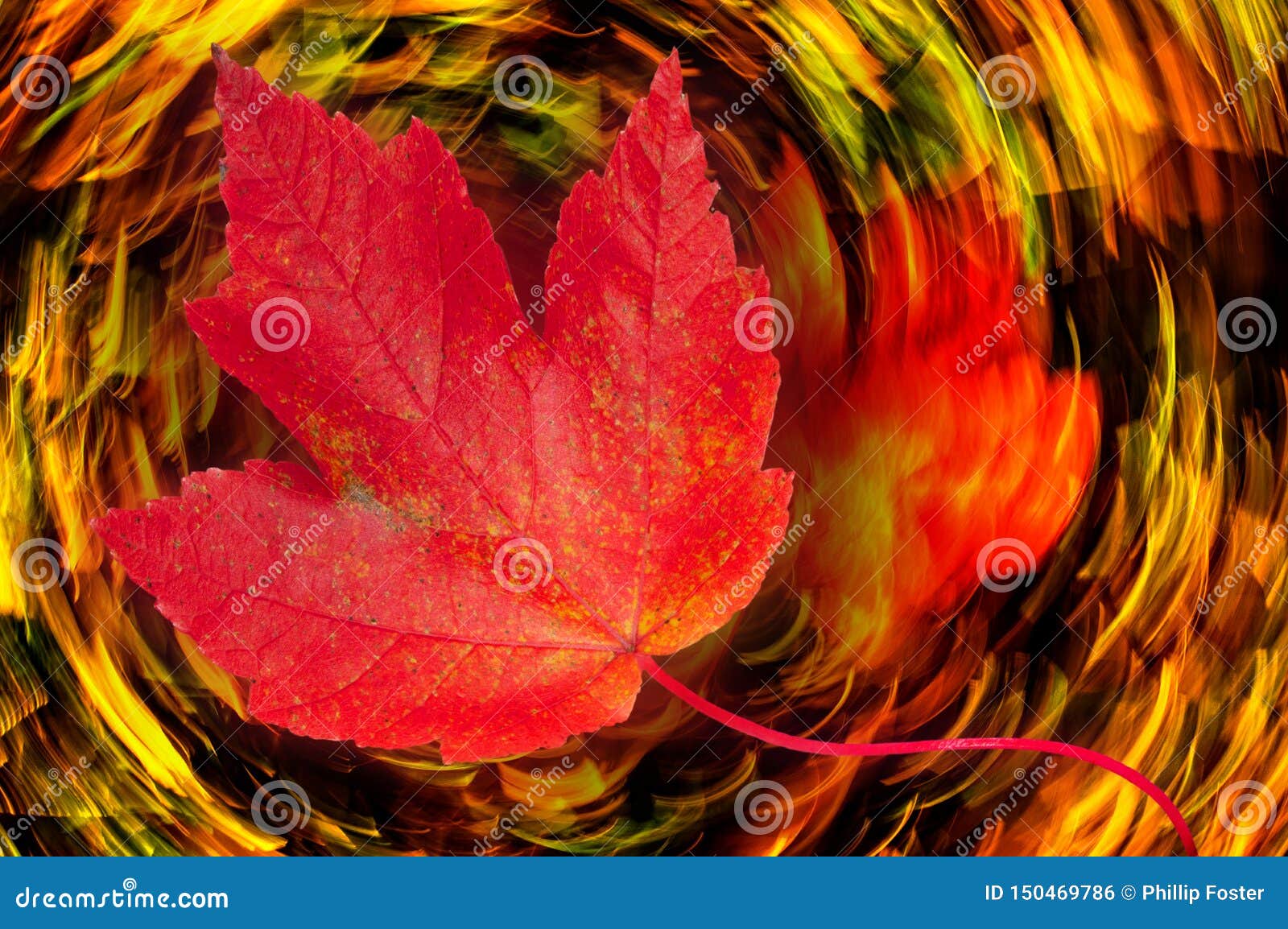 Spinning Leaf Dream stock photo. Image of plant, spinning - 150469786
