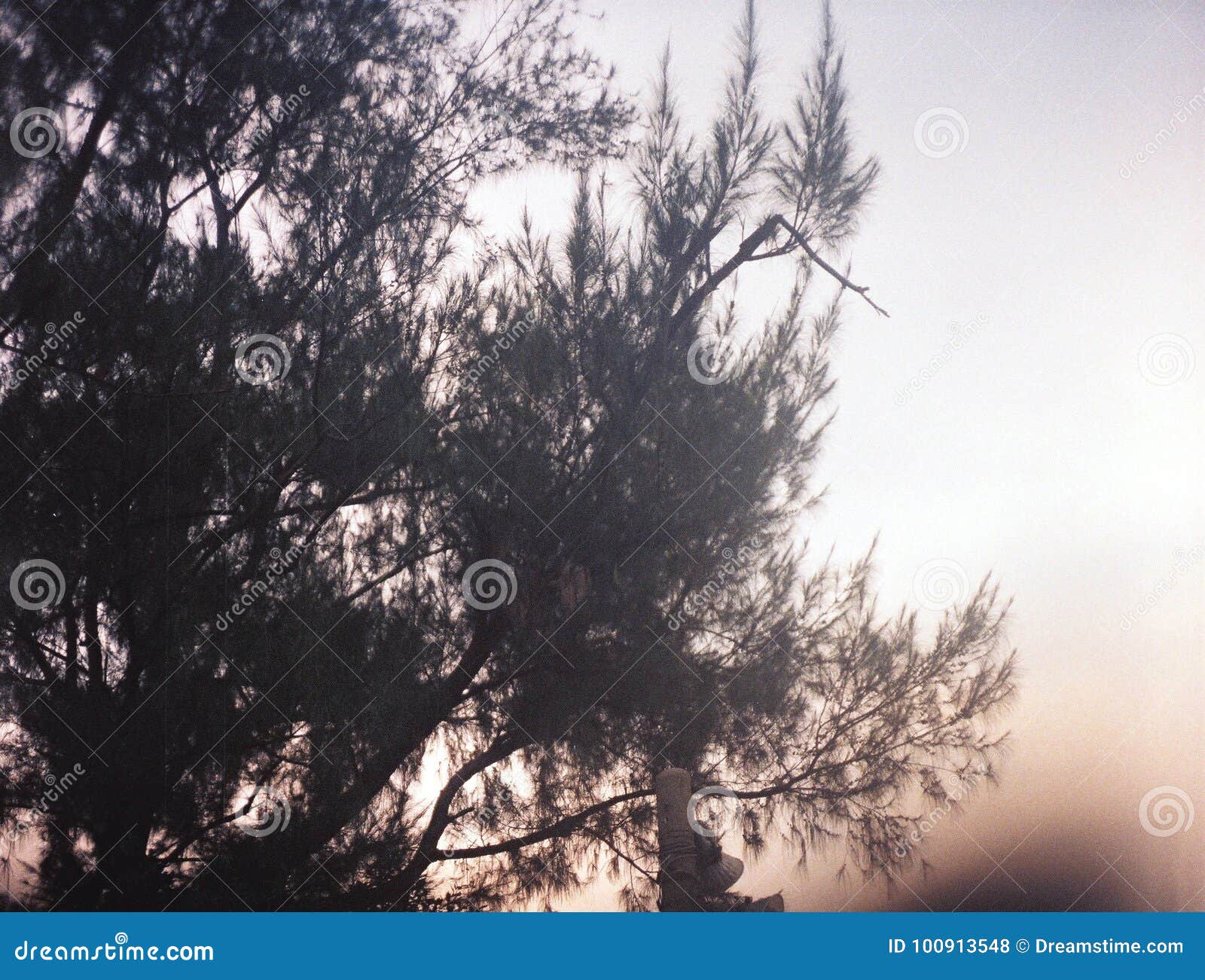 Spinning tree stock photo. Image of weird, attractive - 100913548