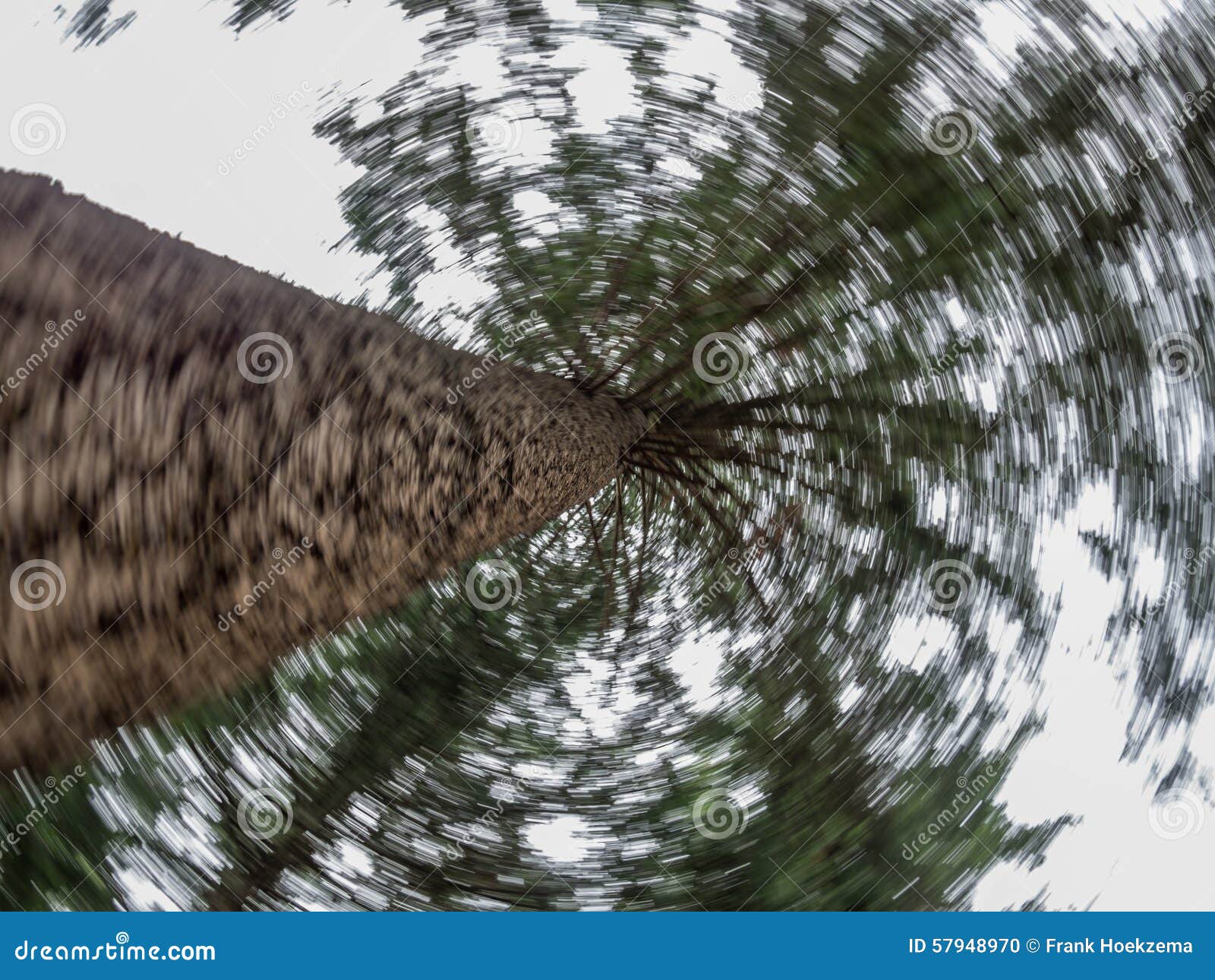 Spinning up a pine tree stock photo. Image of circle - 57948970