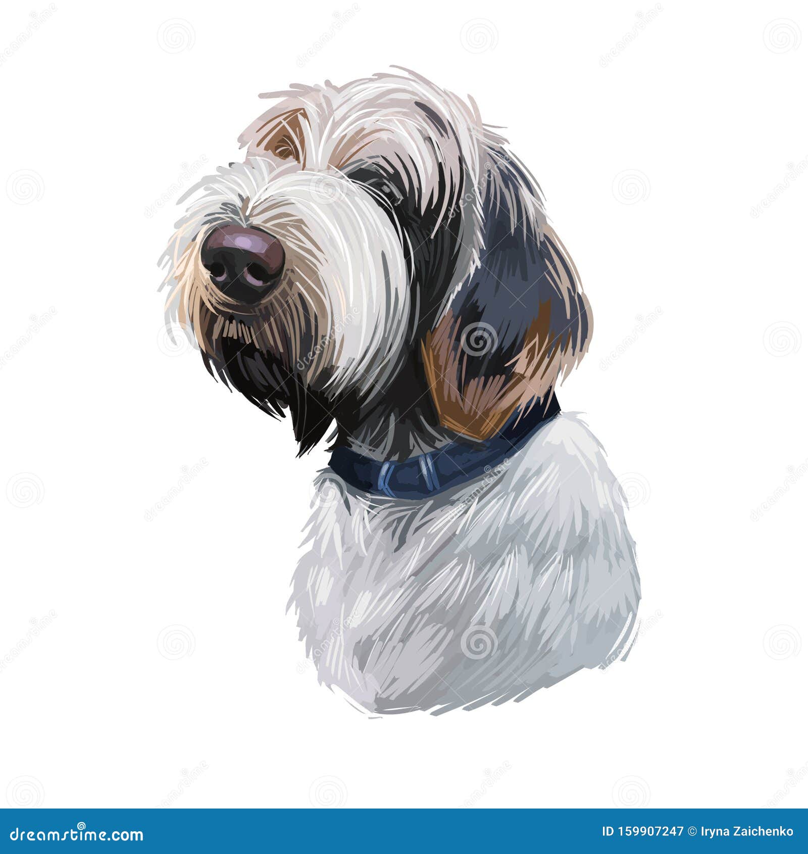Spinone Italiano Breed Dog Isolated On A Clean White Background Royalty ... Spinone Italiano Breed Dog Isolated On A Clean White Background Royalty ...