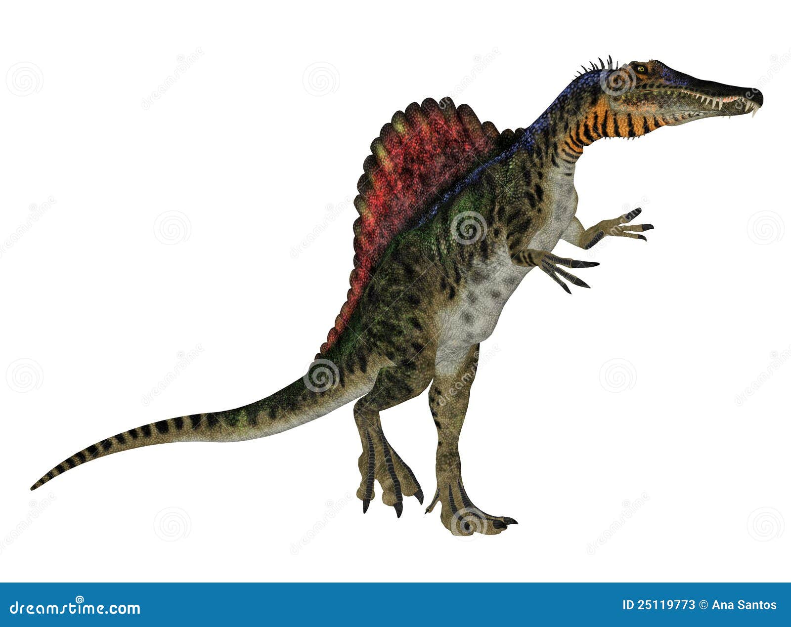 Spinosaurus stock illustration. Illustration of isolated - 25119773