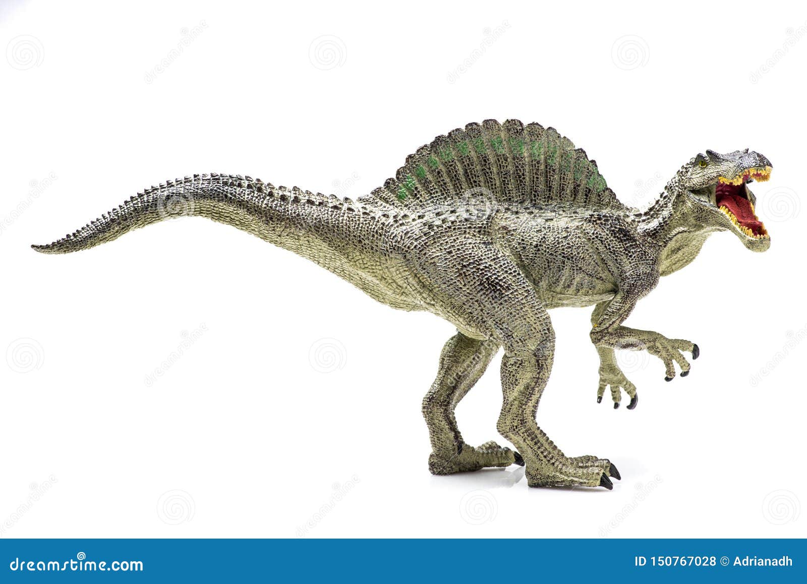 Top View Spinosaurus Skeleton With Shadow On White Background Royalty ...