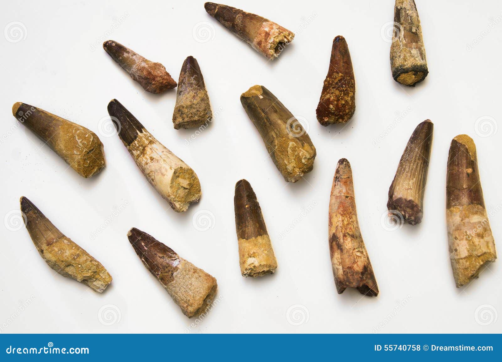 Barracuda Teeth Fossil