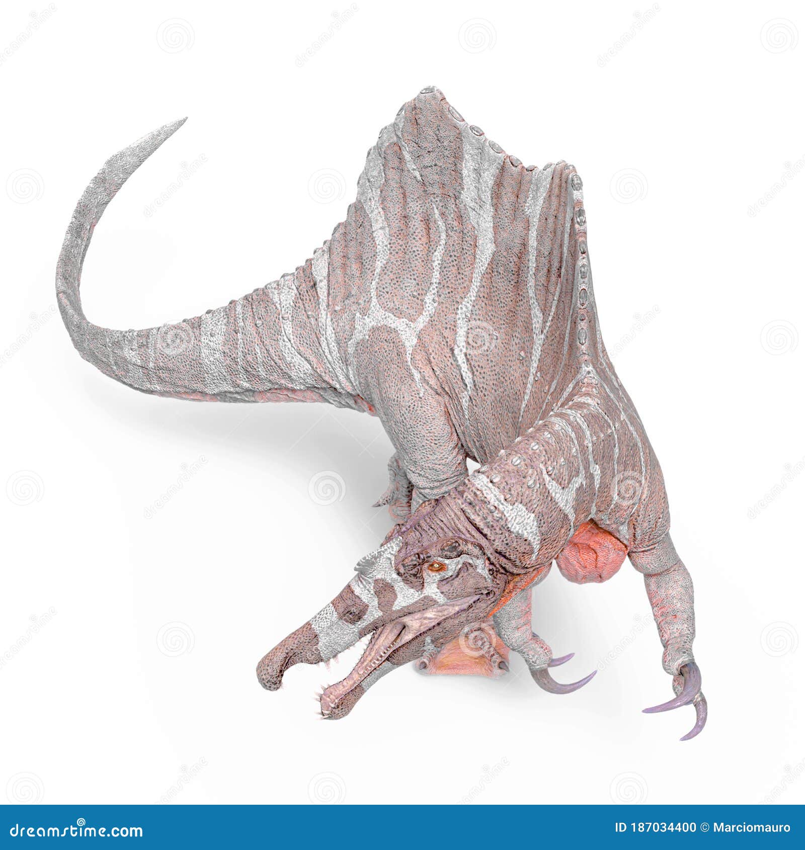 Spinosaurus Top View In White Background Royalty-Free Illustration ...