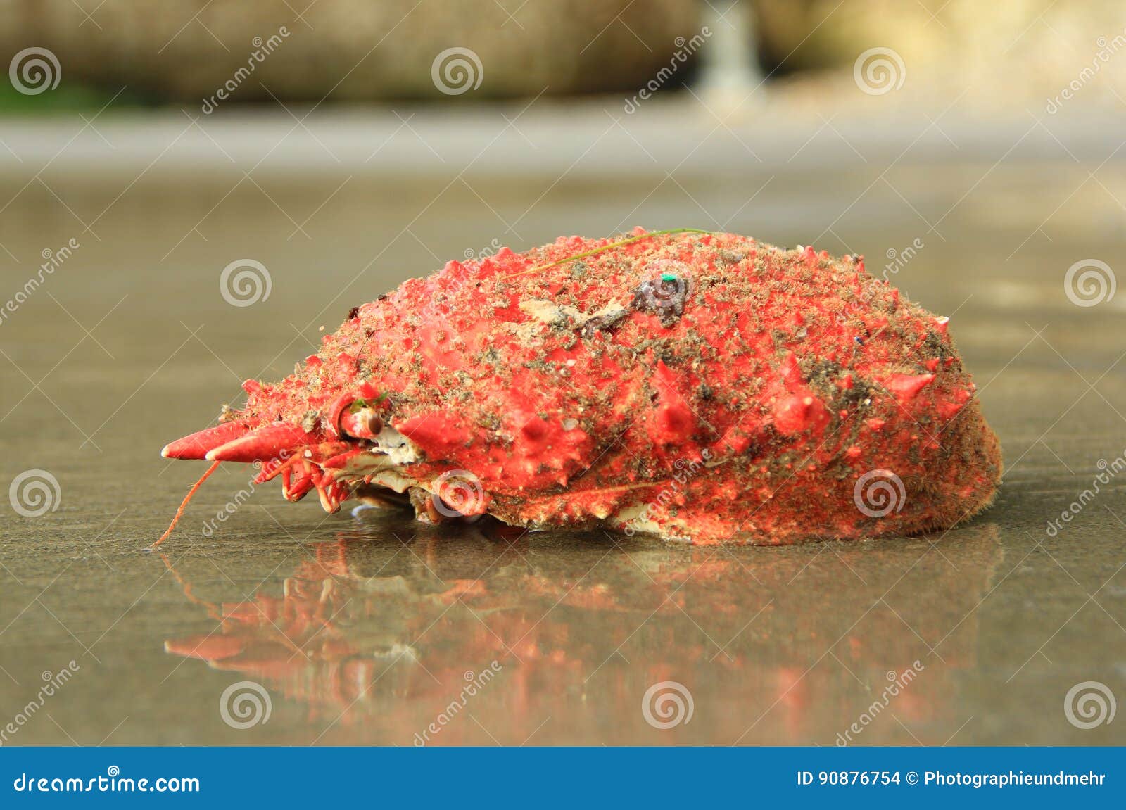 Spinous Squinado Van Maja Van De Spinkrab Stock Foto - Image of ...