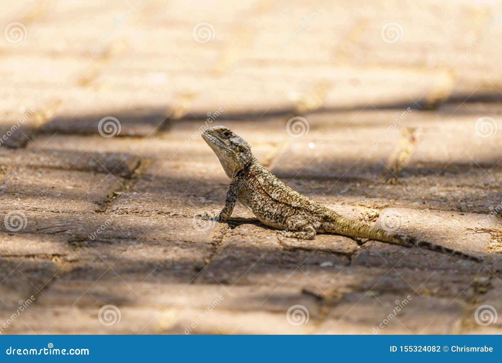 Spiny Agama (Agama Hispida) in South Africa Stock Photo - Image of ...