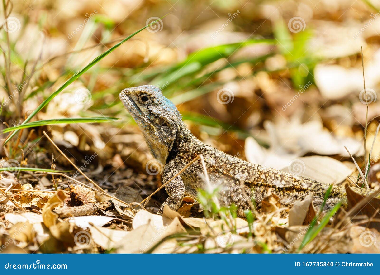 Spiny Agama (Agama Hispida) in South Africa Stock Photo - Image of ...