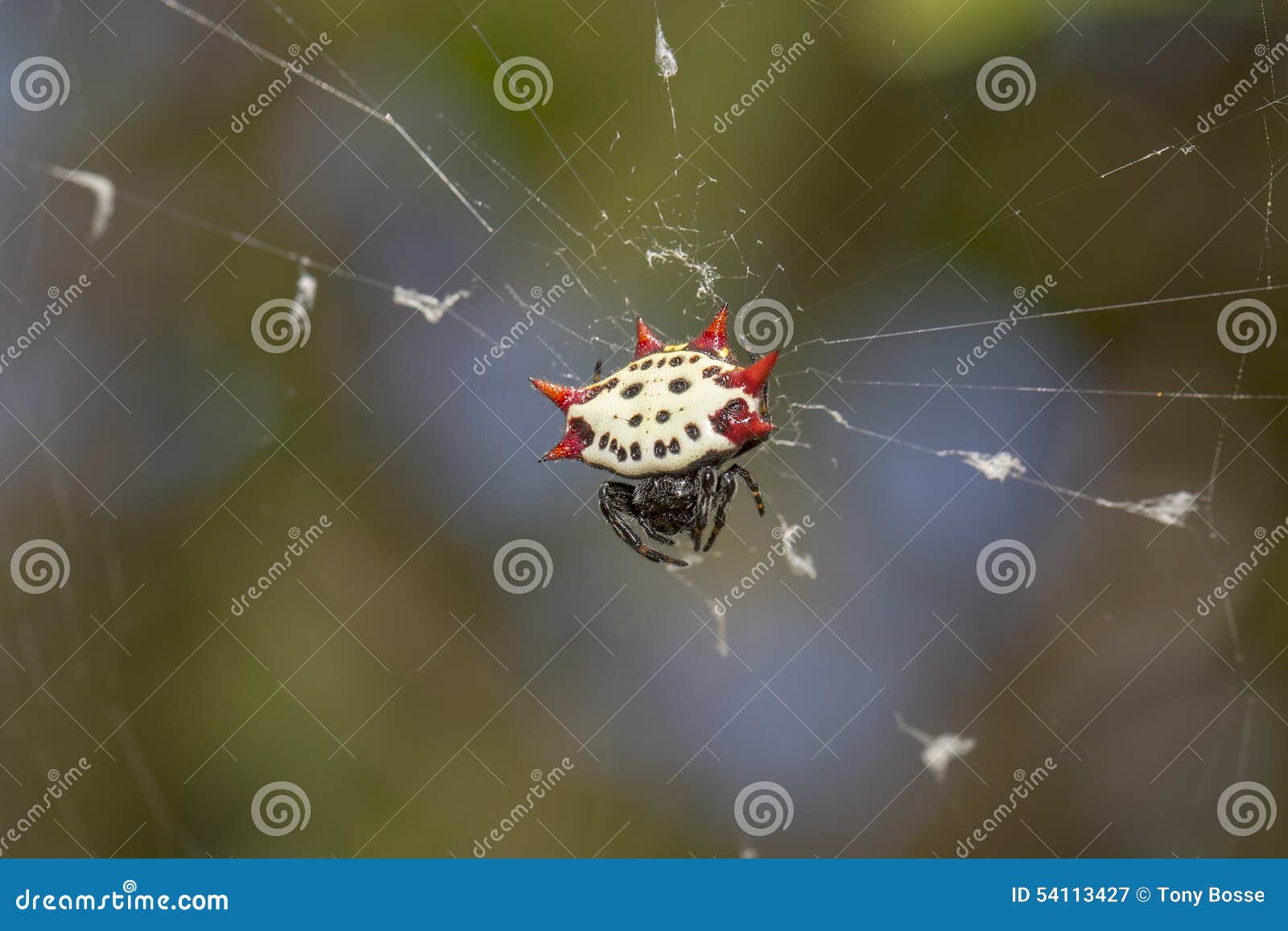 Spiny-Backed Orbweaver Spider Stock Image - Image of spinybacked, crab ...