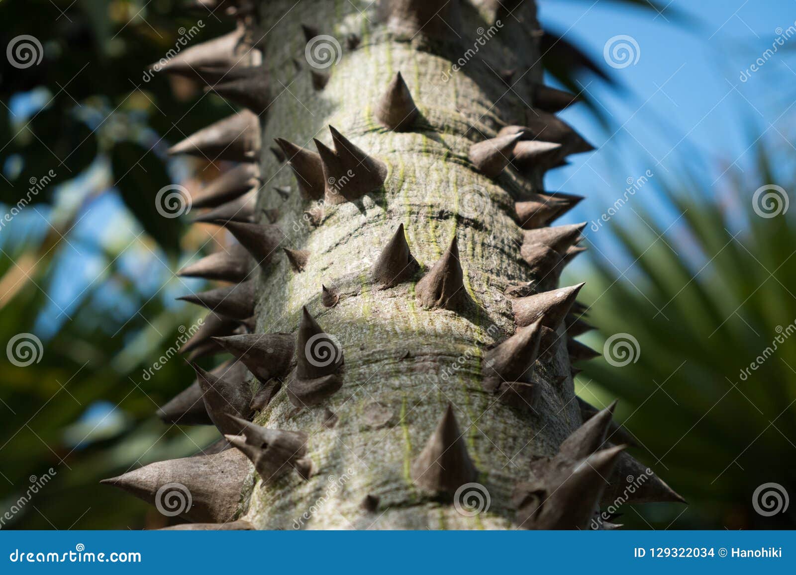 Spiny Bark of Kapok Tree. Thorn Tree of Bombax Ceiba Closeup Sharp ...