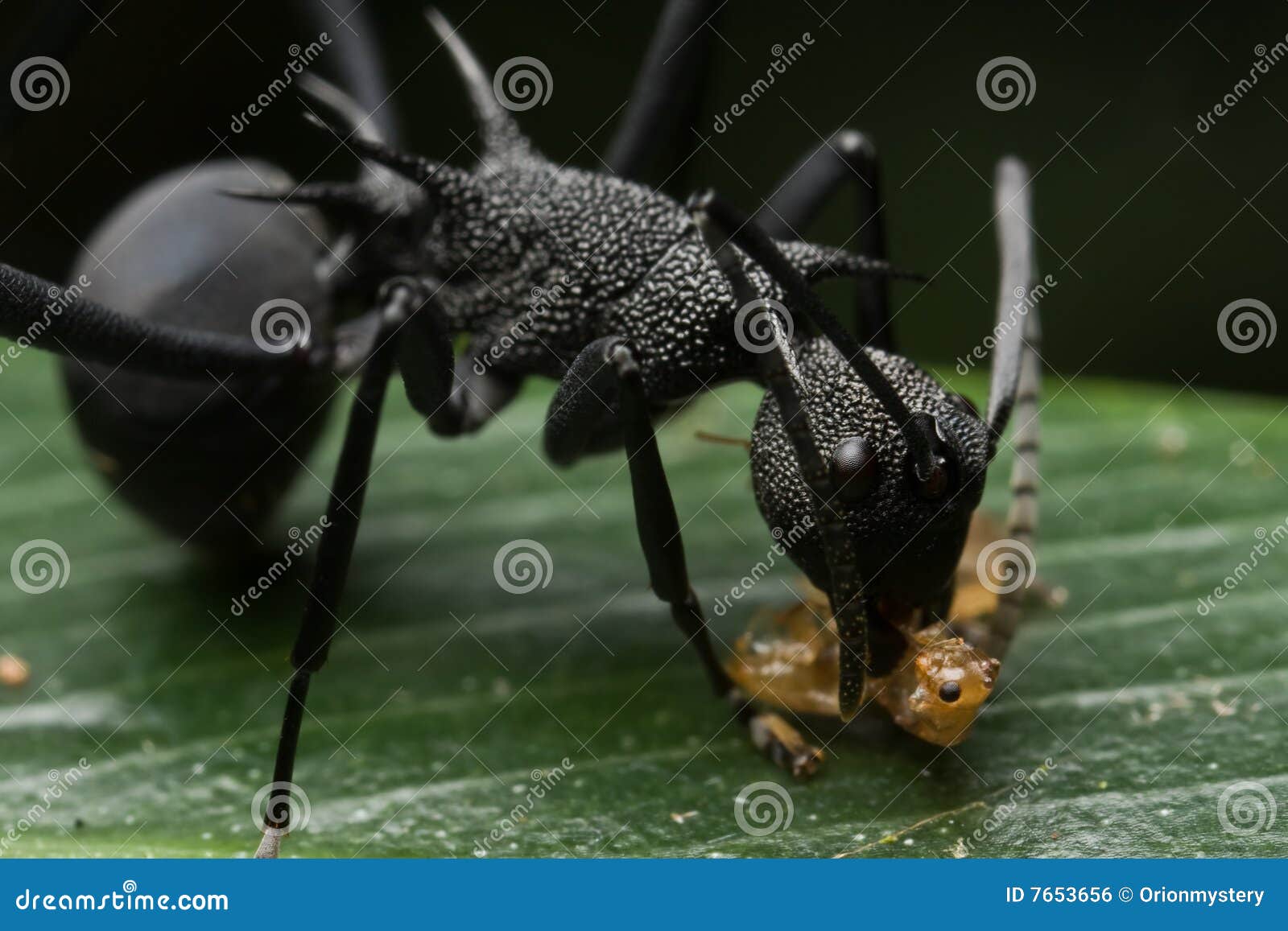 Spiny black ant stock photo. Image of antenna, park, garden - 7653656