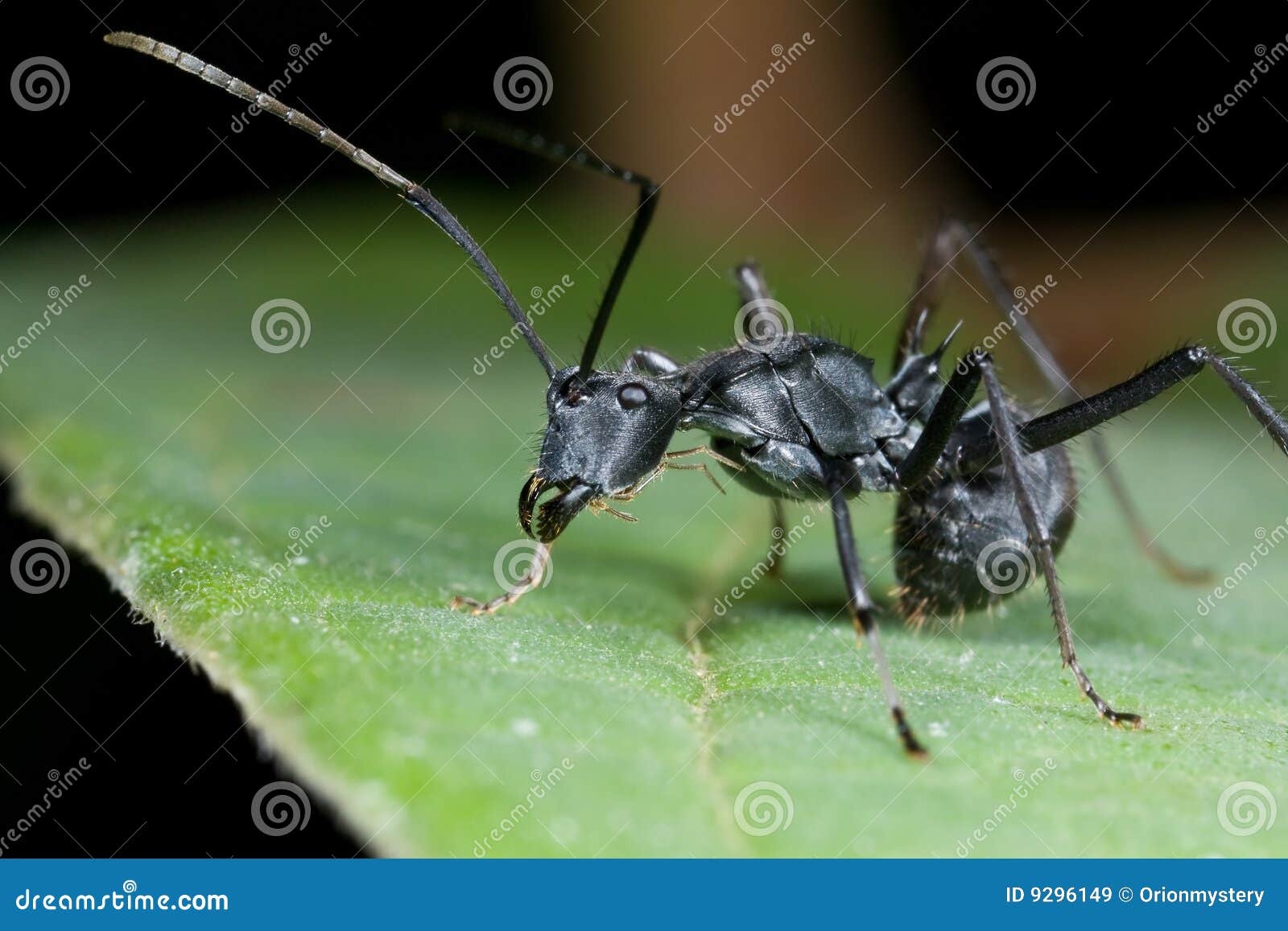 Spiny black ant side view stock image. Image of macro - 9296149