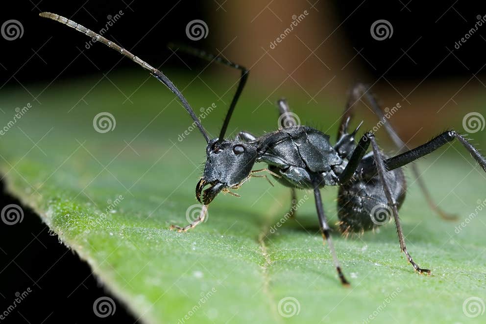Spiny black ant side view stock image. Image of macro - 9296149