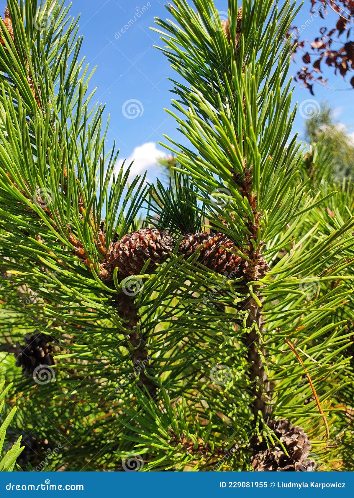 Spiny Branches And Yellow Flowers Of The Unusual Australian Native ...
