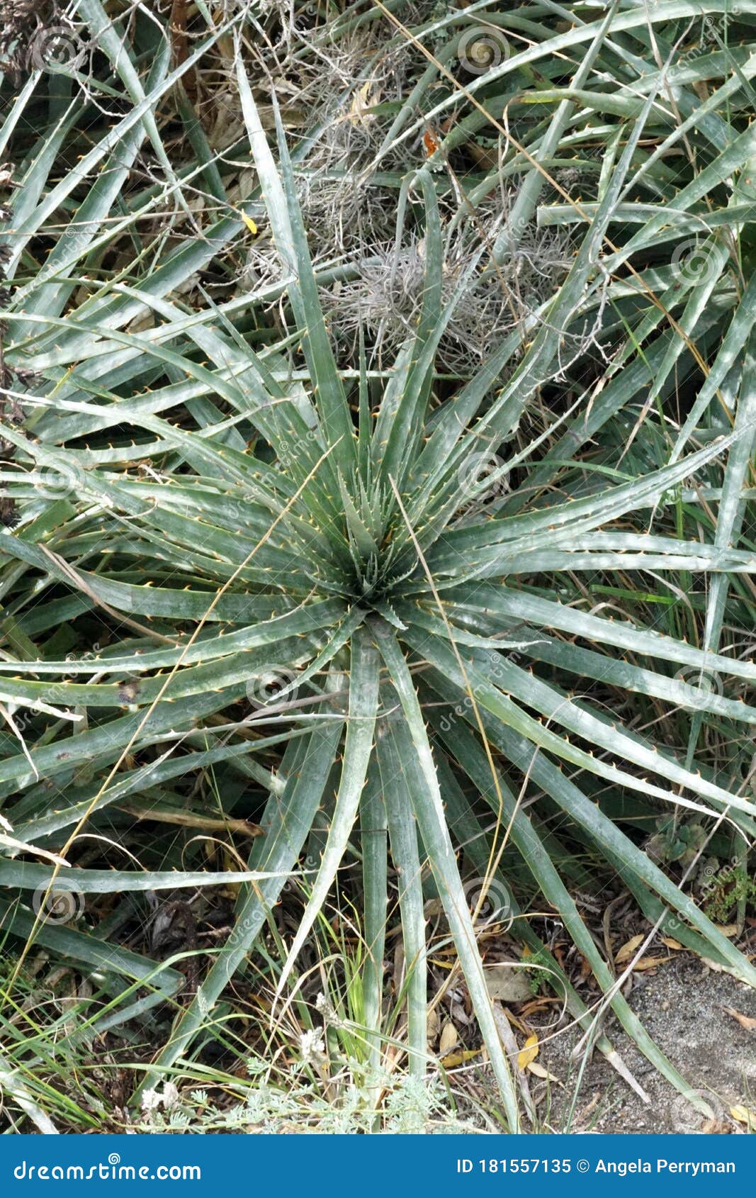Spiny bromeliad in Ecuador stock image. Image of green - 181557135
