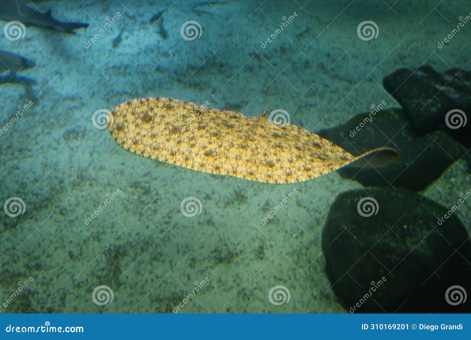 Spiny Butterfly Ray stock image. Image of fish, species - 310169201