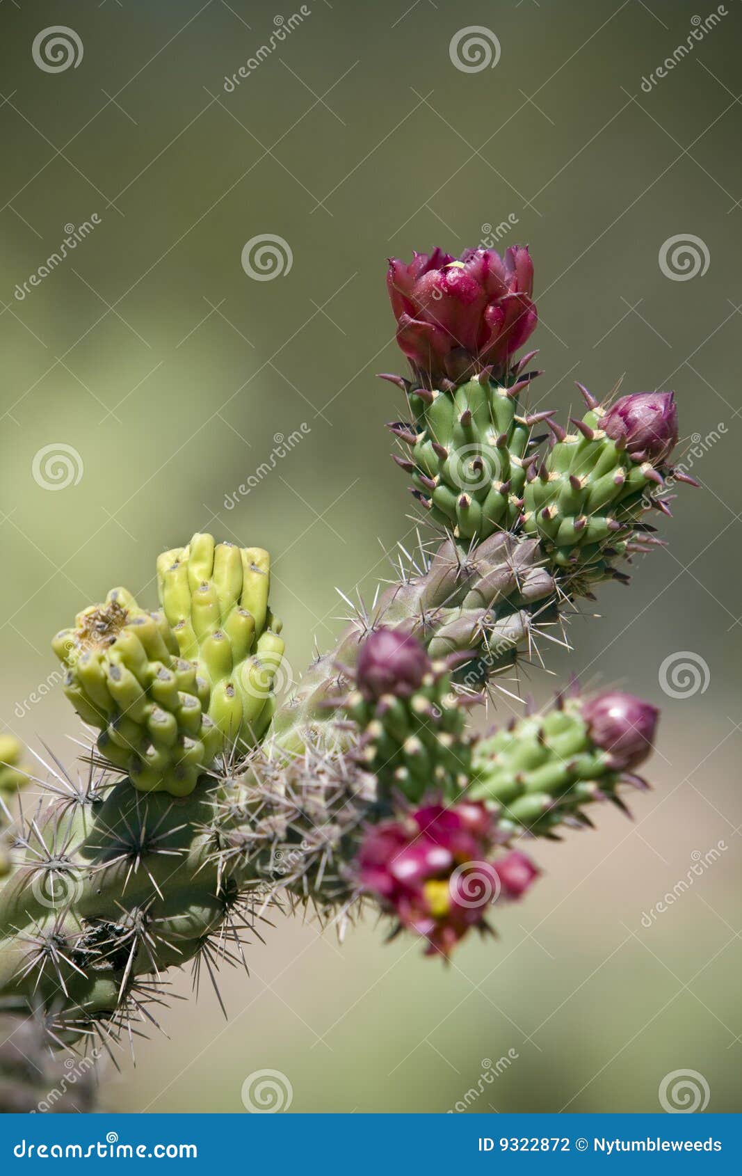 Spiny Cactus in Bloom stock photo. Image of coyote, budding - 9322872