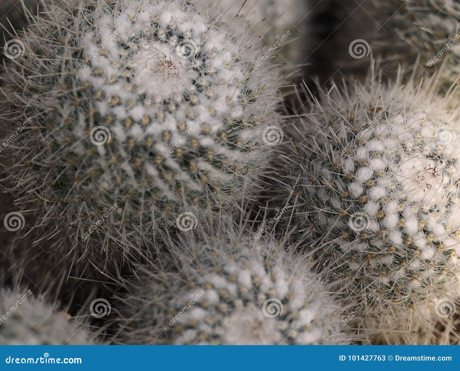 Spiny Cactus stock image. Image of landscapes, nature - 101427763