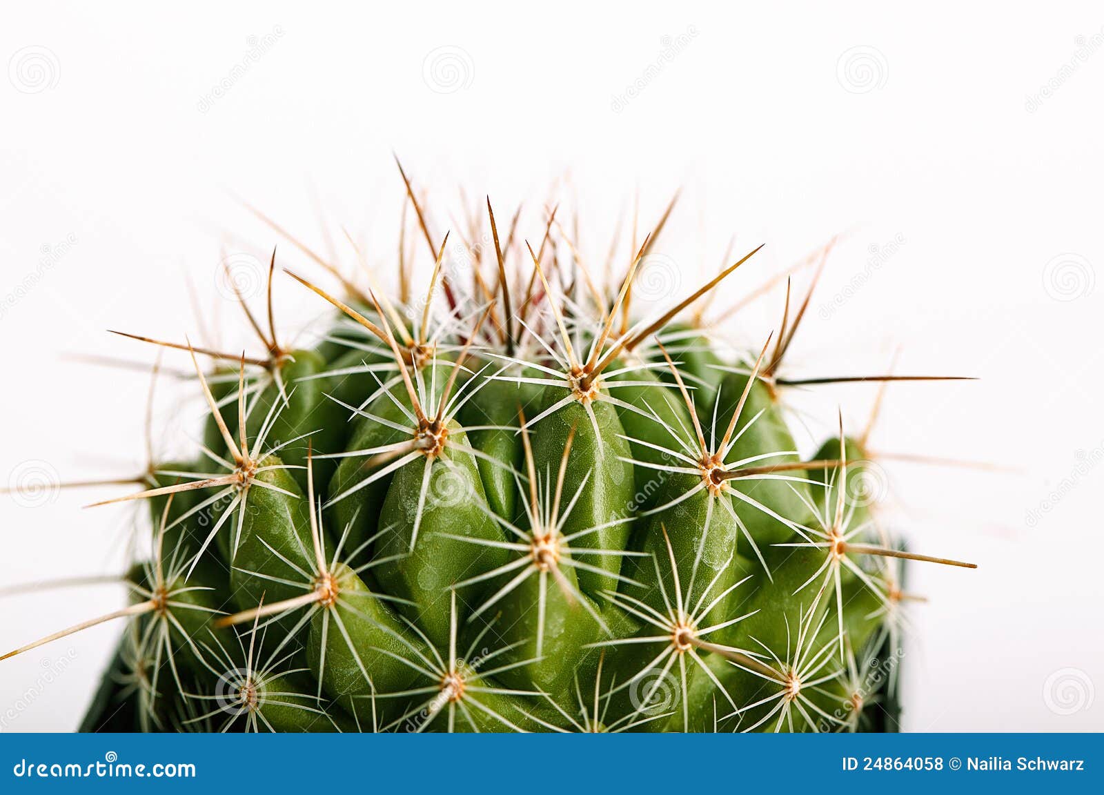 Spiny cactus in flowerpot stock photo. Image of leafless - 24864058