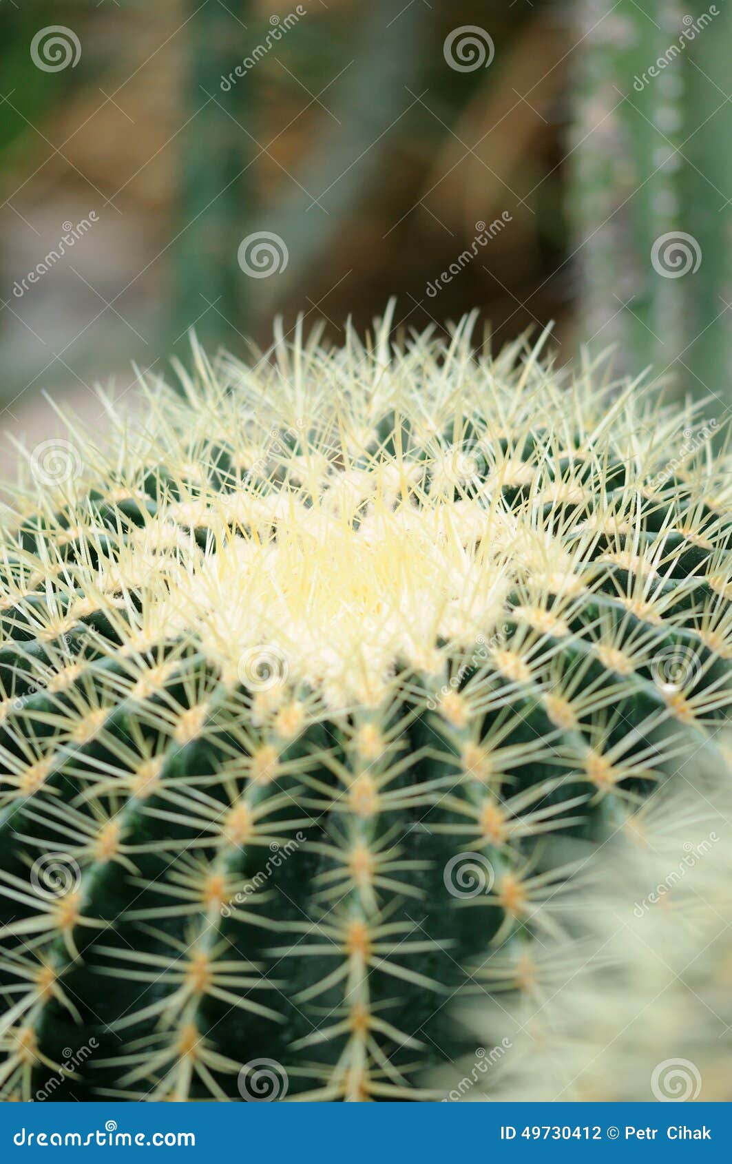 Spiny cactus stock photo. Image of botanic, spine, plant - 49730412