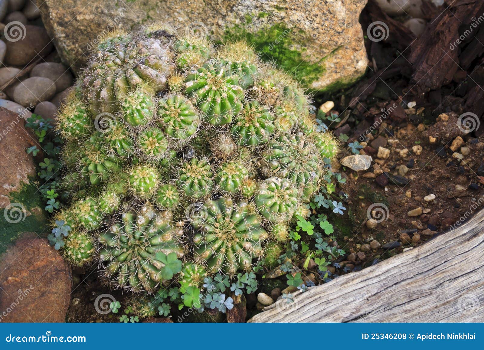 A Spiny Cactus Plant in a Garden Stock Photo - Image of grow, floral ...
