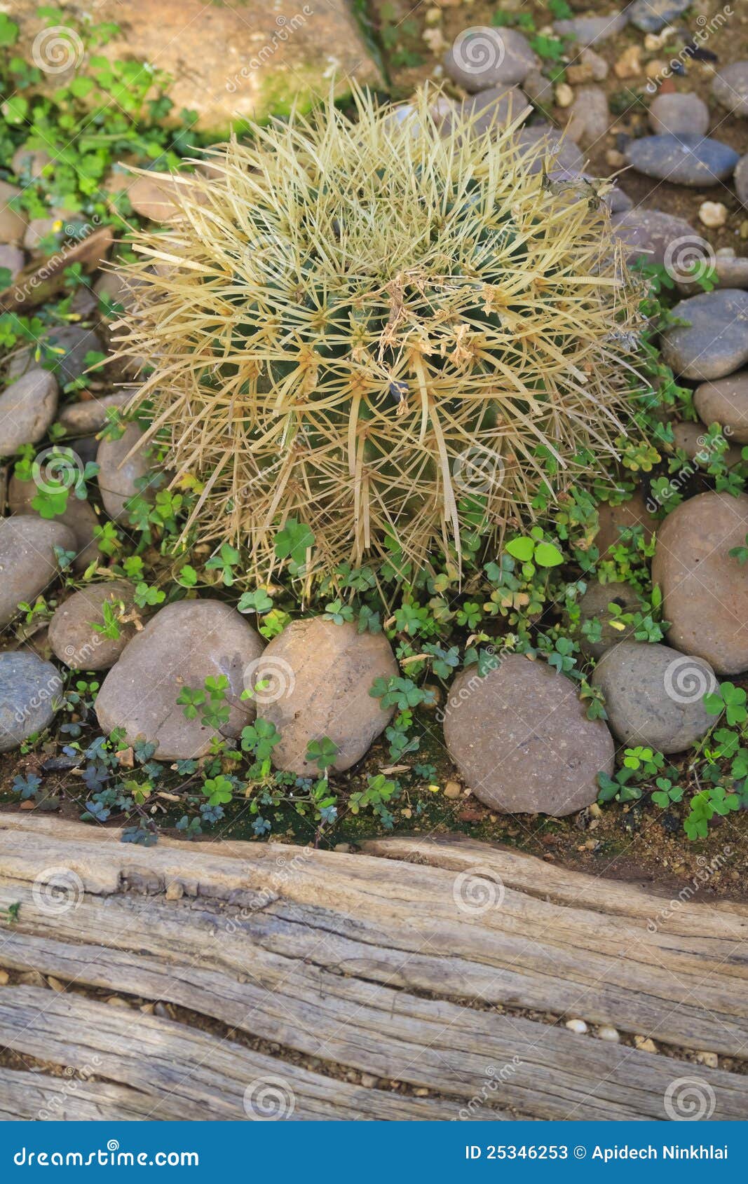 A Spiny Cactus Plant in a Garden Stock Image - Image of barb, leaf ...