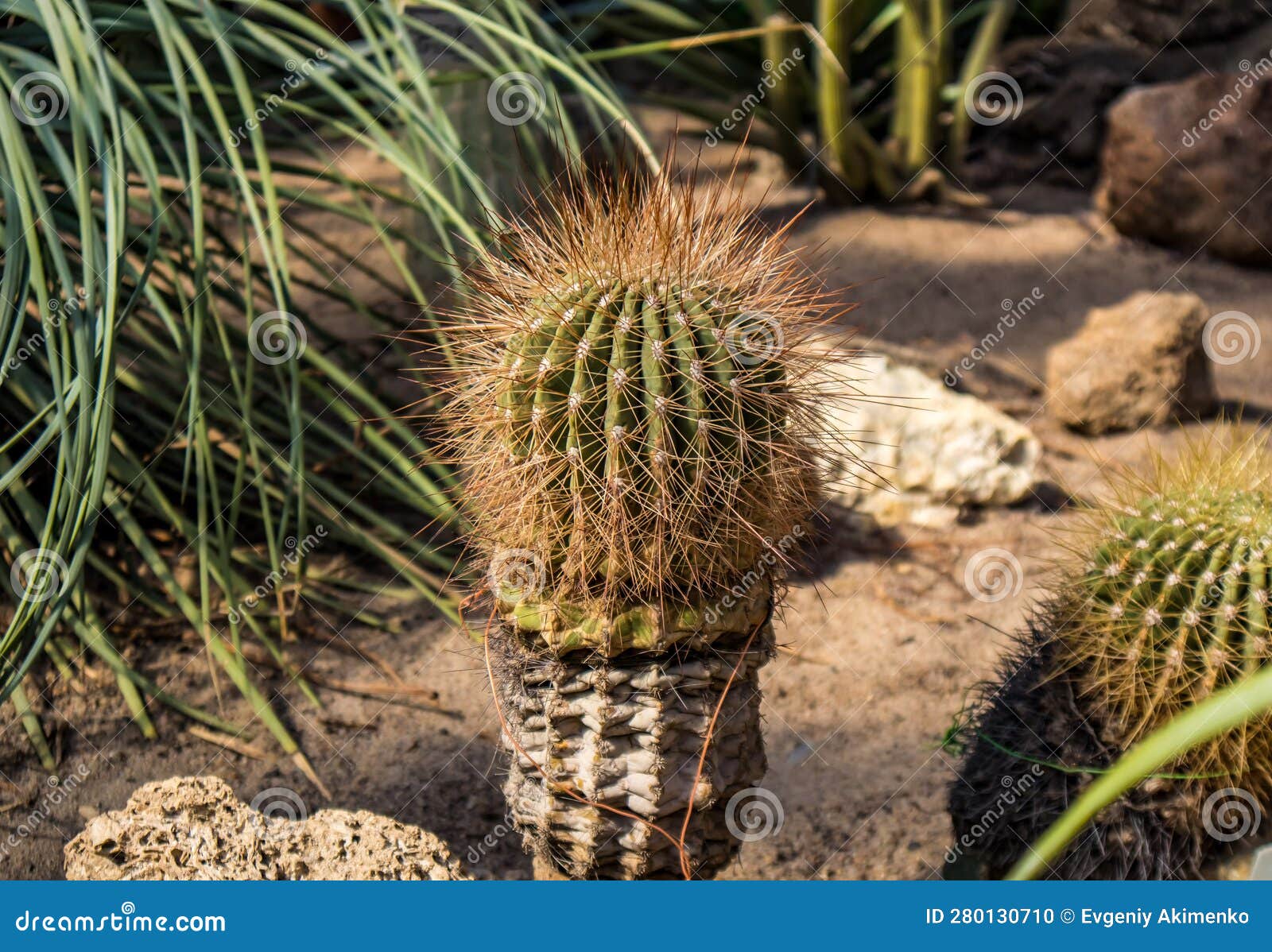 Spiny Cactus of Spherical Shape in a Greenhouse Stock Photo - Image of ...