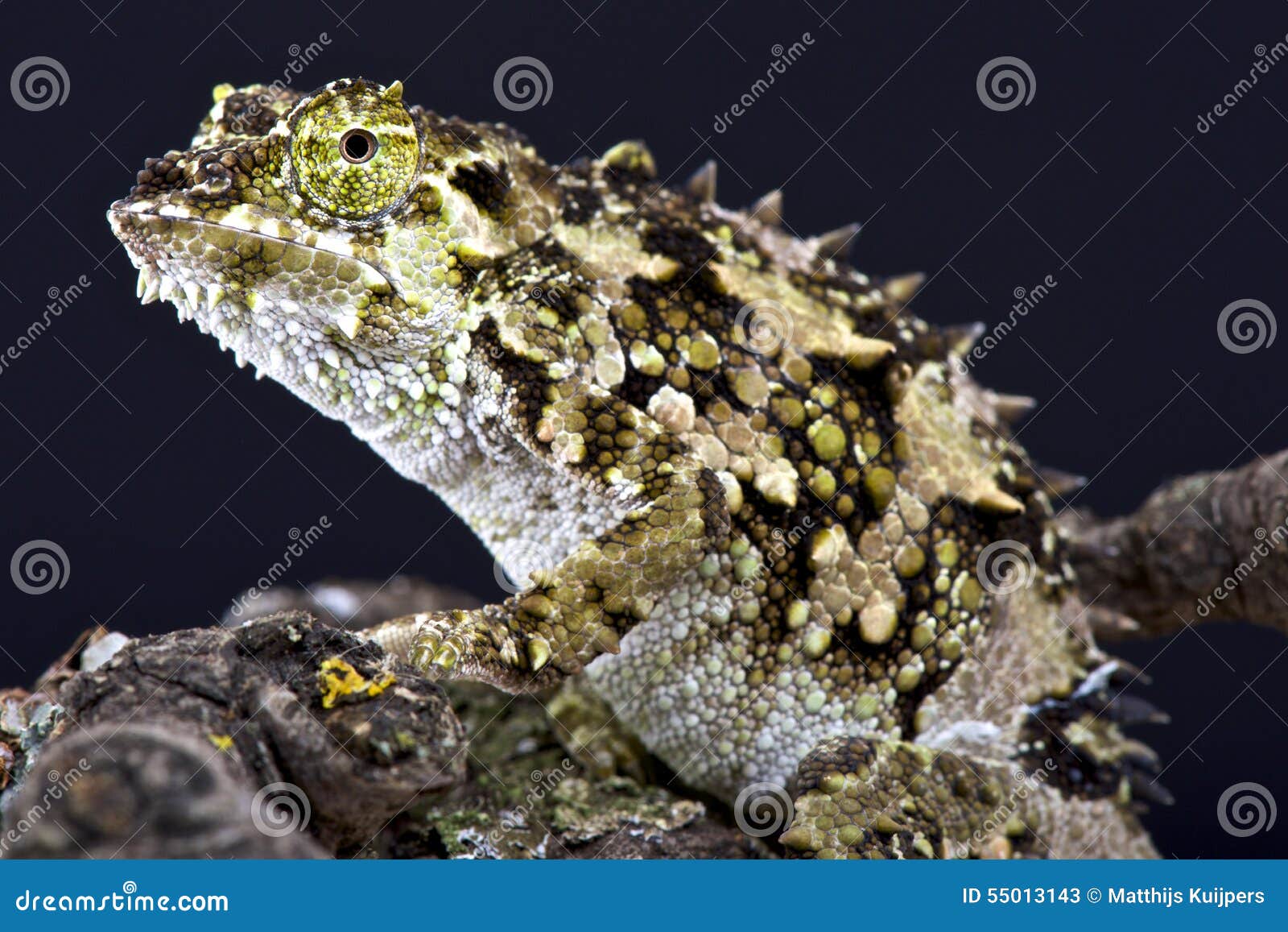 Spiny Soft-Shell Turtle And Painted Turtle Stock Photo | CartoonDealer ...