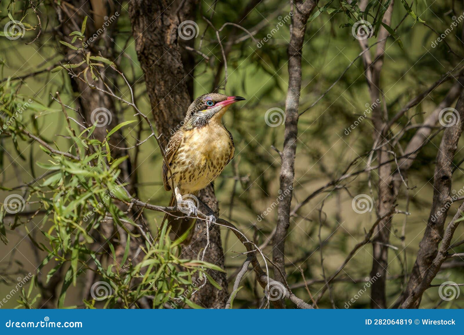 Spiny-cheeked Honeyeater Perched on a Branch of a Tree. Stock Image ...