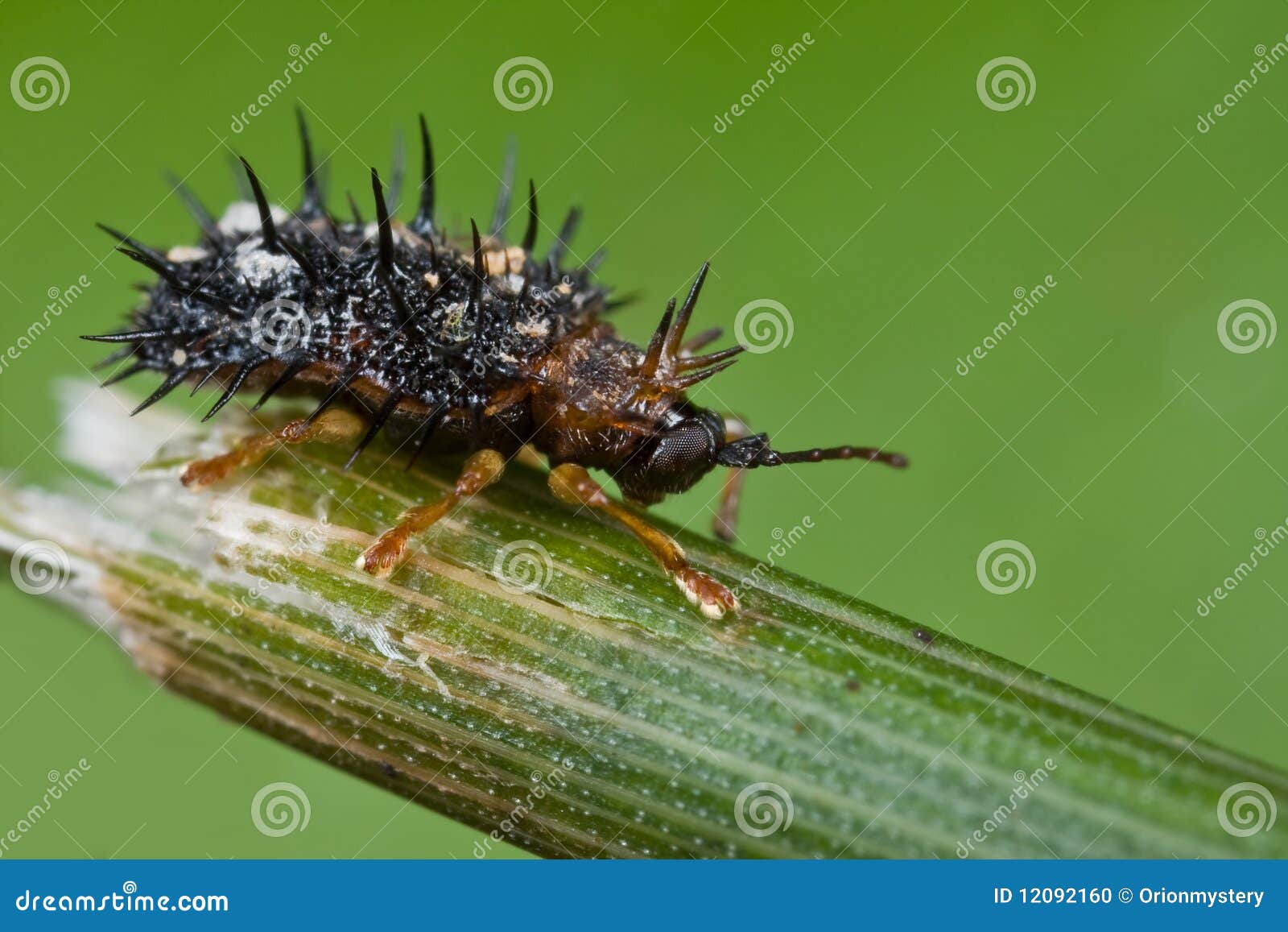 A spiny dark beetle stock photo. Image of spiky, green - 12092160