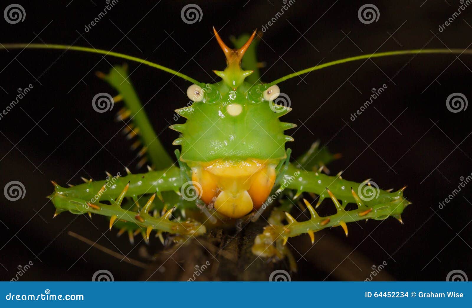 Spiny Devil Katydid Royalty-Free Stock Photo | CartoonDealer.com #78718899