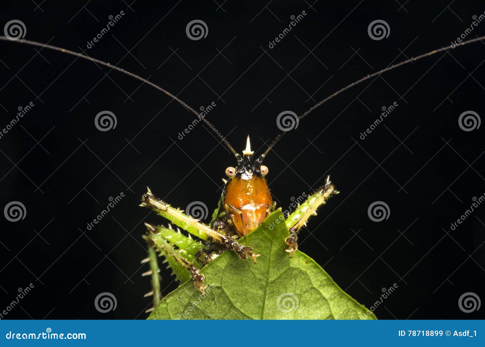 Spiny Devil Katydid Royalty-Free Stock Photo | CartoonDealer.com #78718899