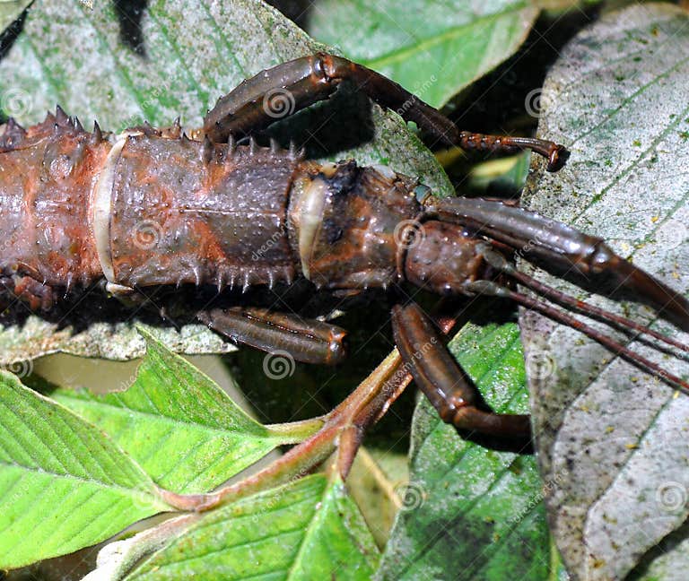 Spiny Devil Walking Stick stock photo. Image of leaf, creature - 3452778