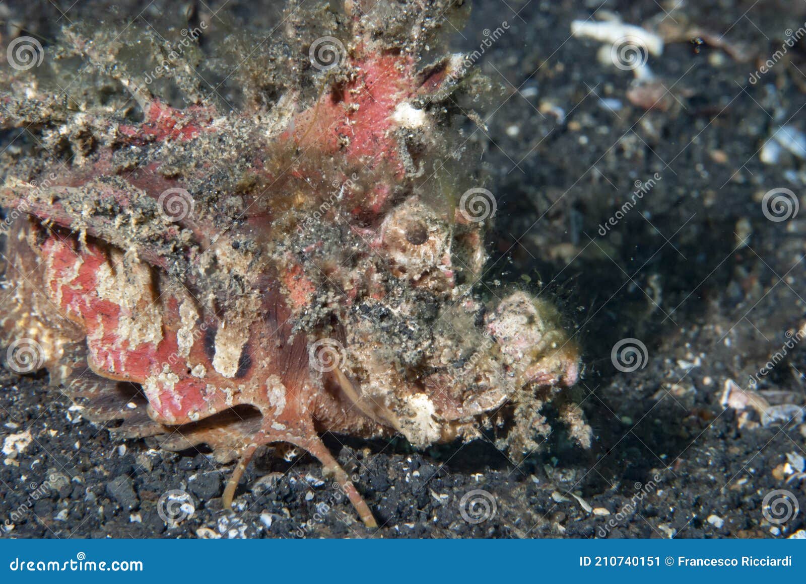 Spiny Devilfish Inimicus Didactylus Stock Image - Image of ...