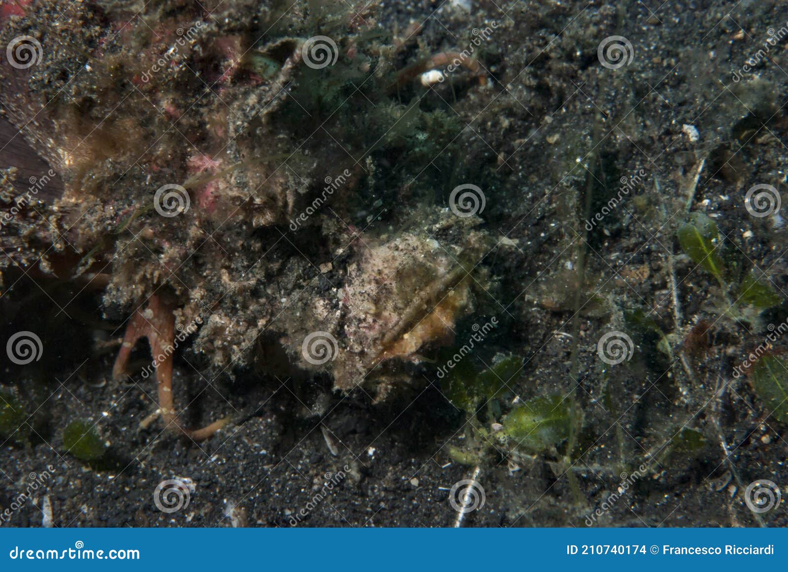 Spiny Devilfish Inimicus Didactylus Stock Photo - Image of devilfish ...