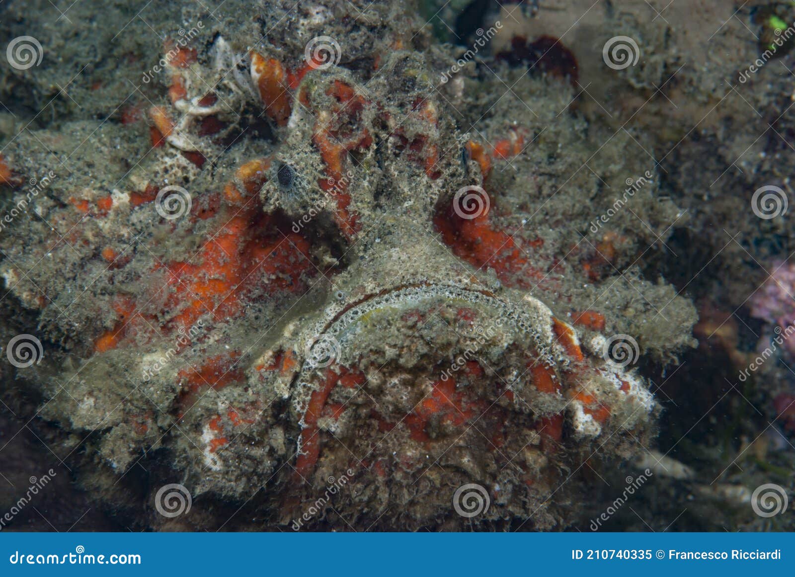 Spiny Devilfish Inimicus Didactylus Stock Image - Image of location ...
