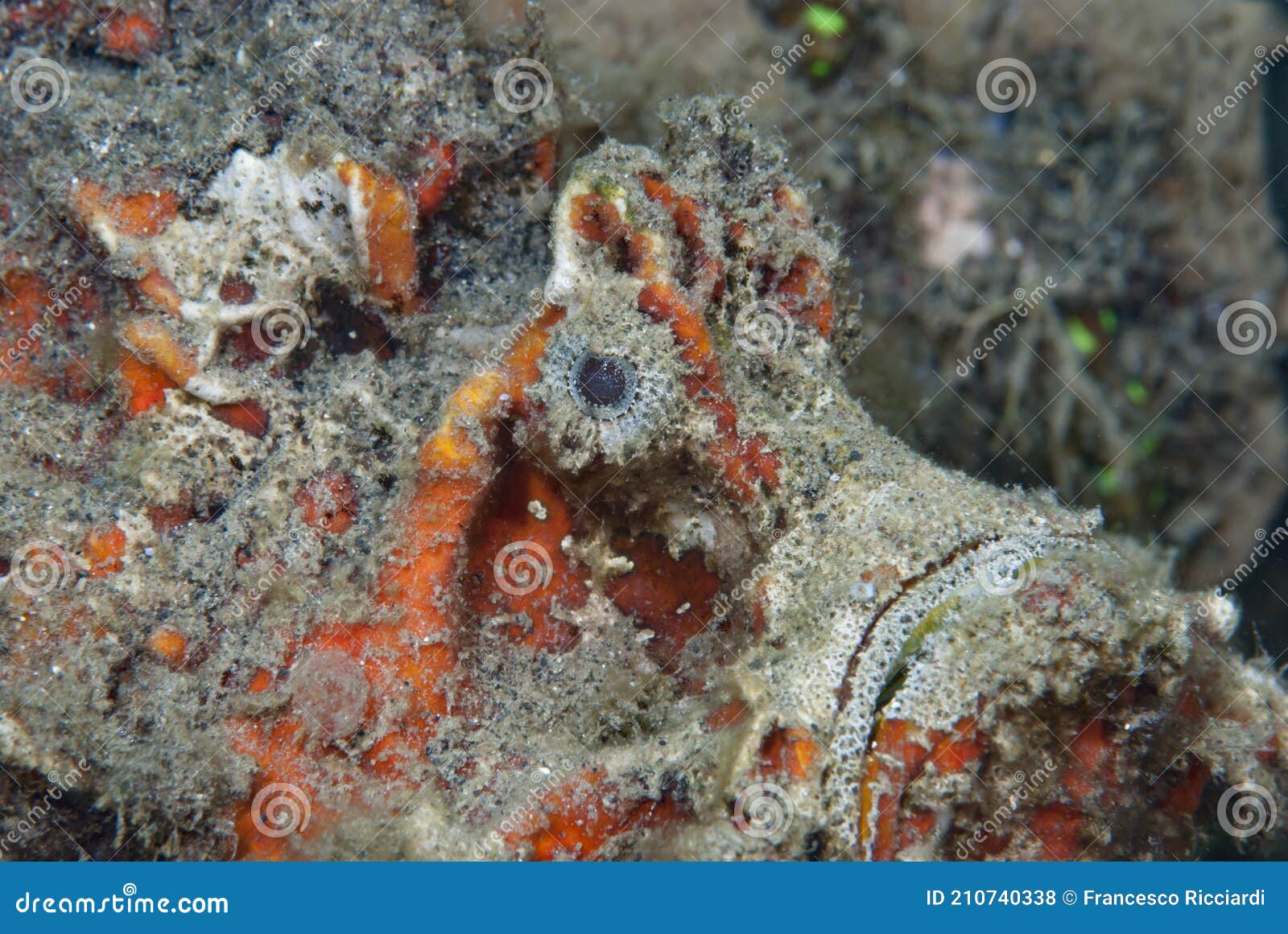 Spiny Devilfish Inimicus Didactylus Stock Photo - Image of didactylus ...