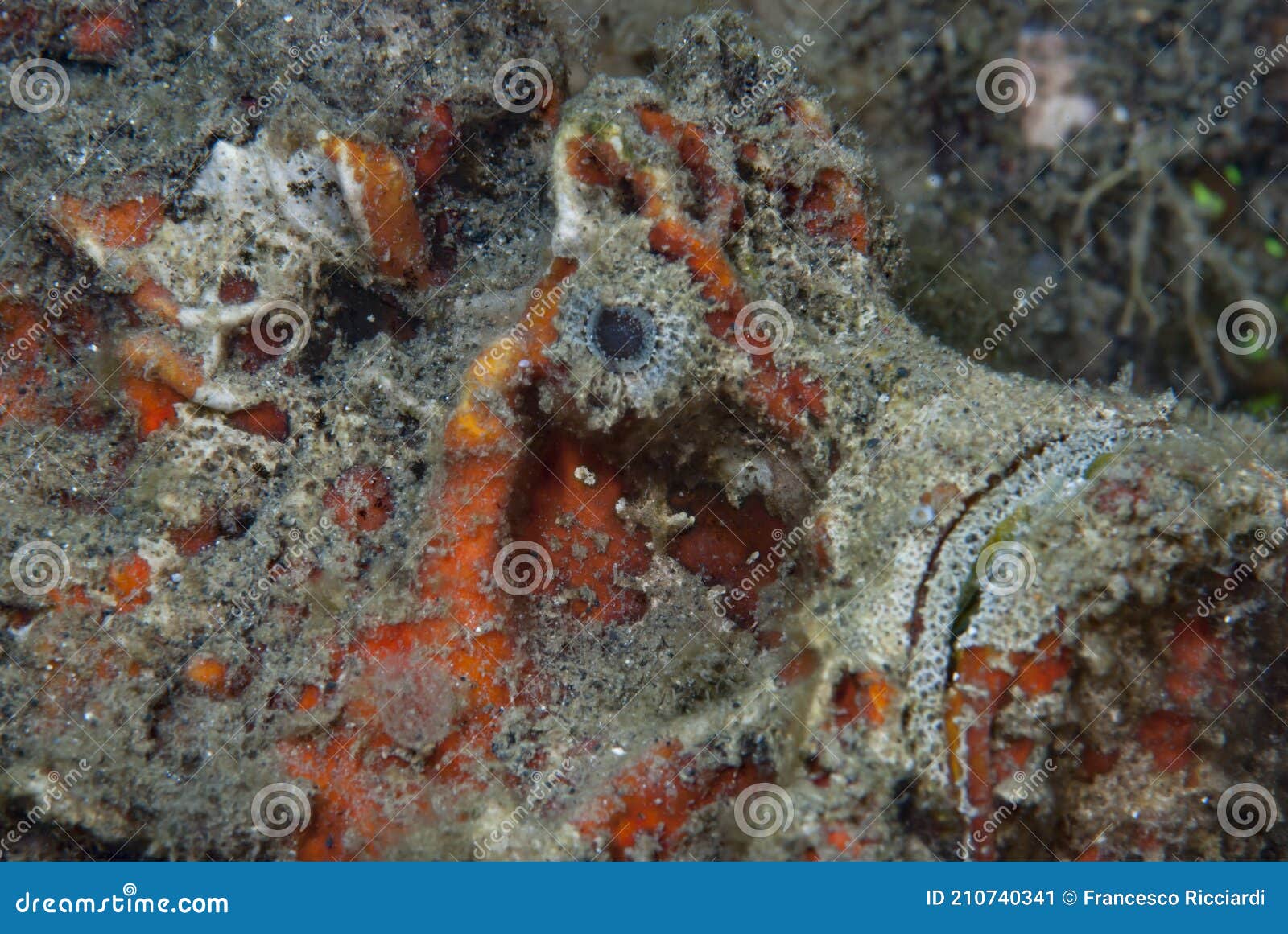 Spiny Devilfish Inimicus Didactylus Stock Image - Image of inimicus ...
