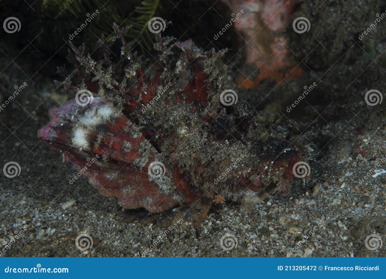 Spiny Devilfish Inimicus Didactylus Stock Photo - Image of ...