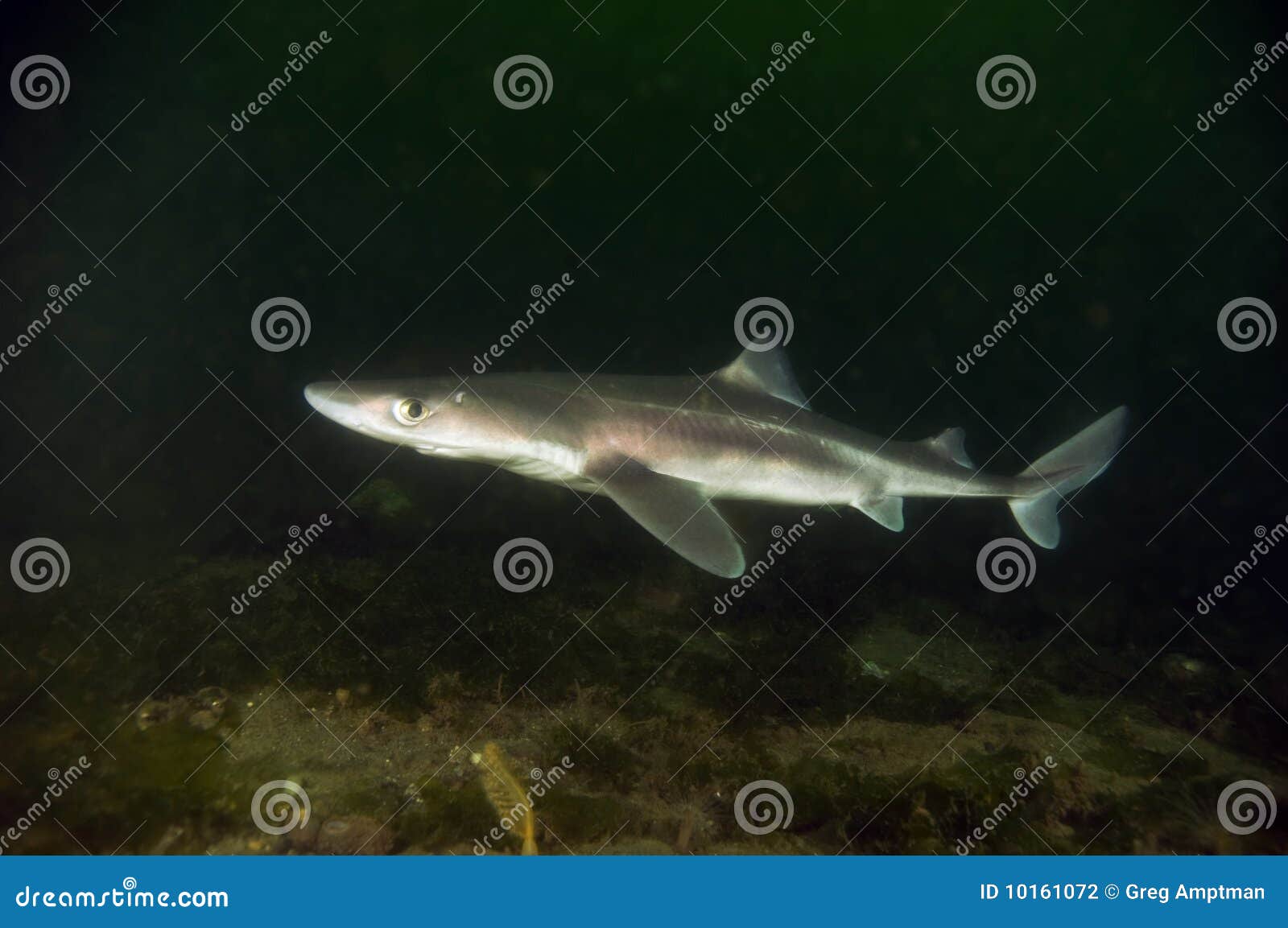 Spiny Dog Fish stock photo. Image of adventure, ocean - 10161072