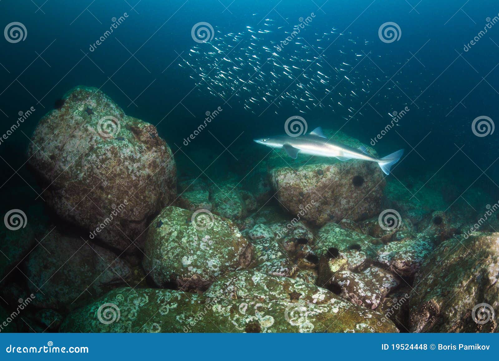 Spiny Dogfish Shark & Gaggle of Fish Fry Stock Photo - Image of japan ...
