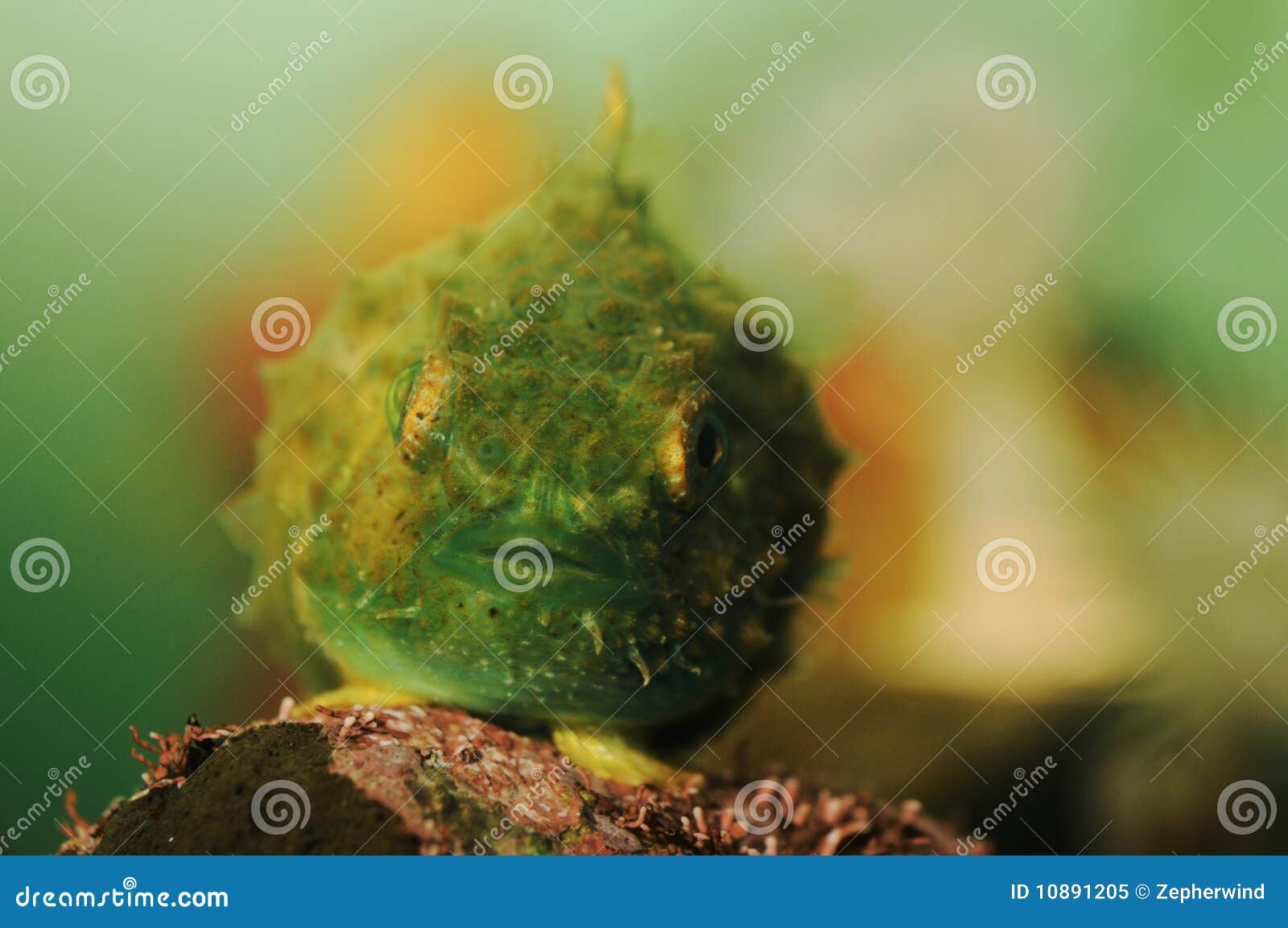 Spiny fish stock image. Image of fish, swimming, plants - 10891205