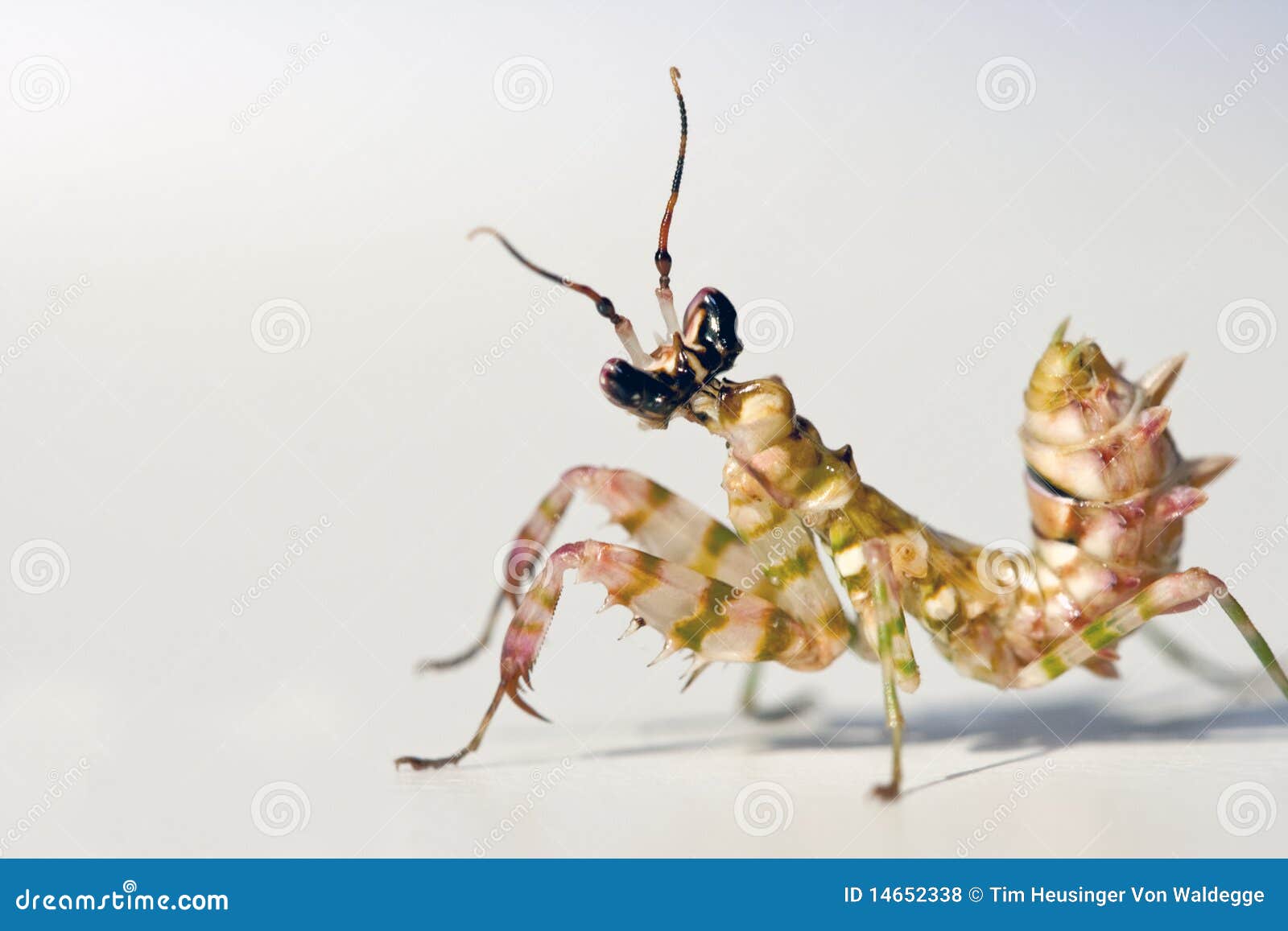 Spiny Flower Praying Mantis, Pseudocreobotra Wahlbergii, On White ...