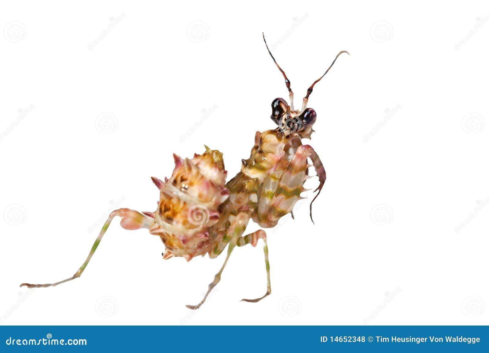 Spiny Flower Mantis stock photo. Image of close, animal - 14652348