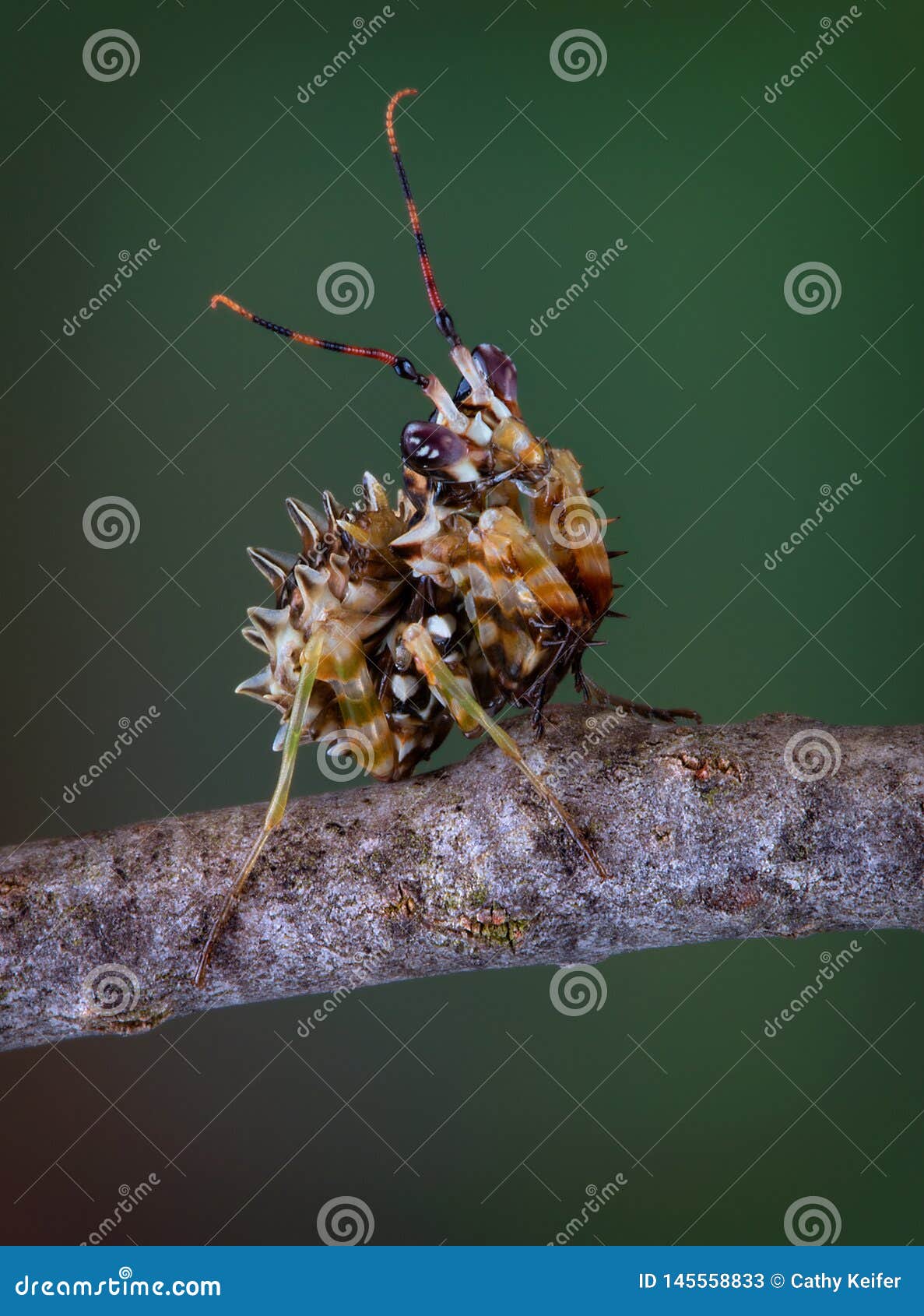 Spiny Flower Mantis stock image. Image of nature, spiny - 145558833