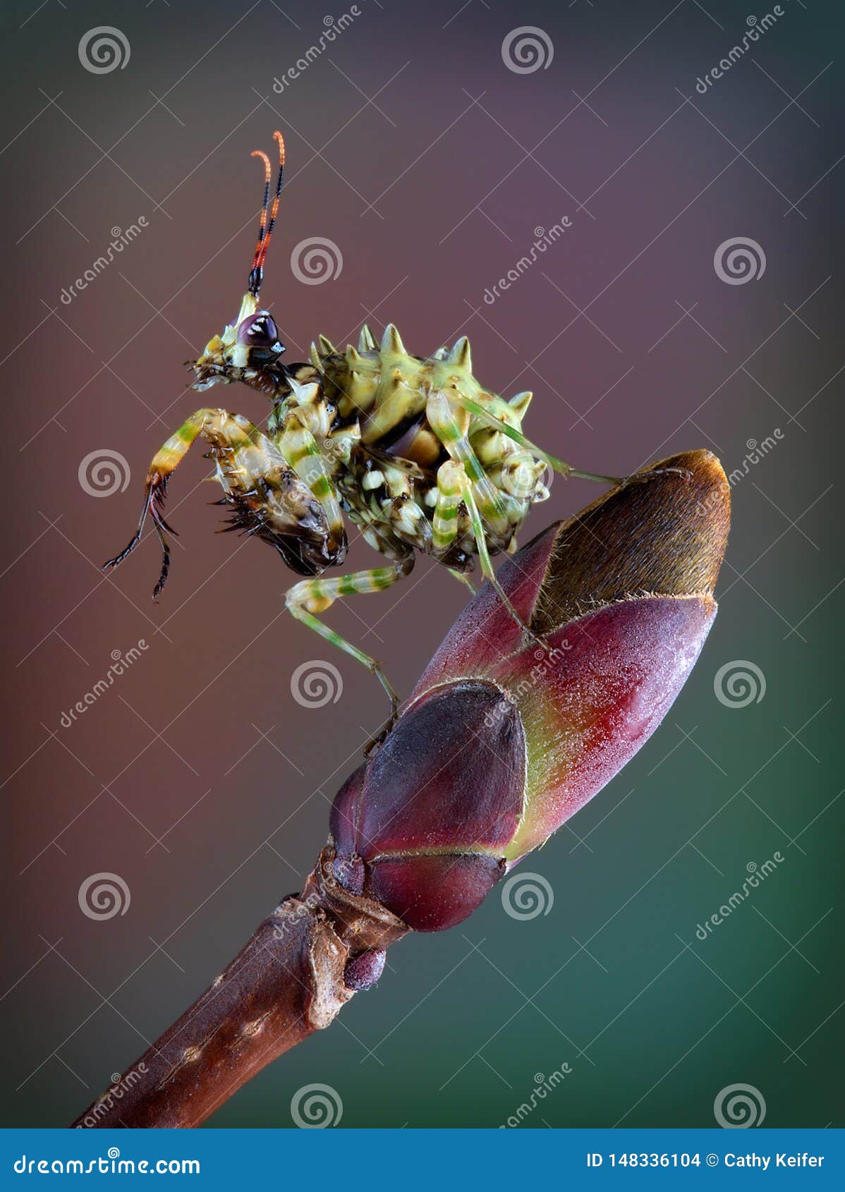 Spiny flower mantis on bud stock photo. Image of insect - 148336104