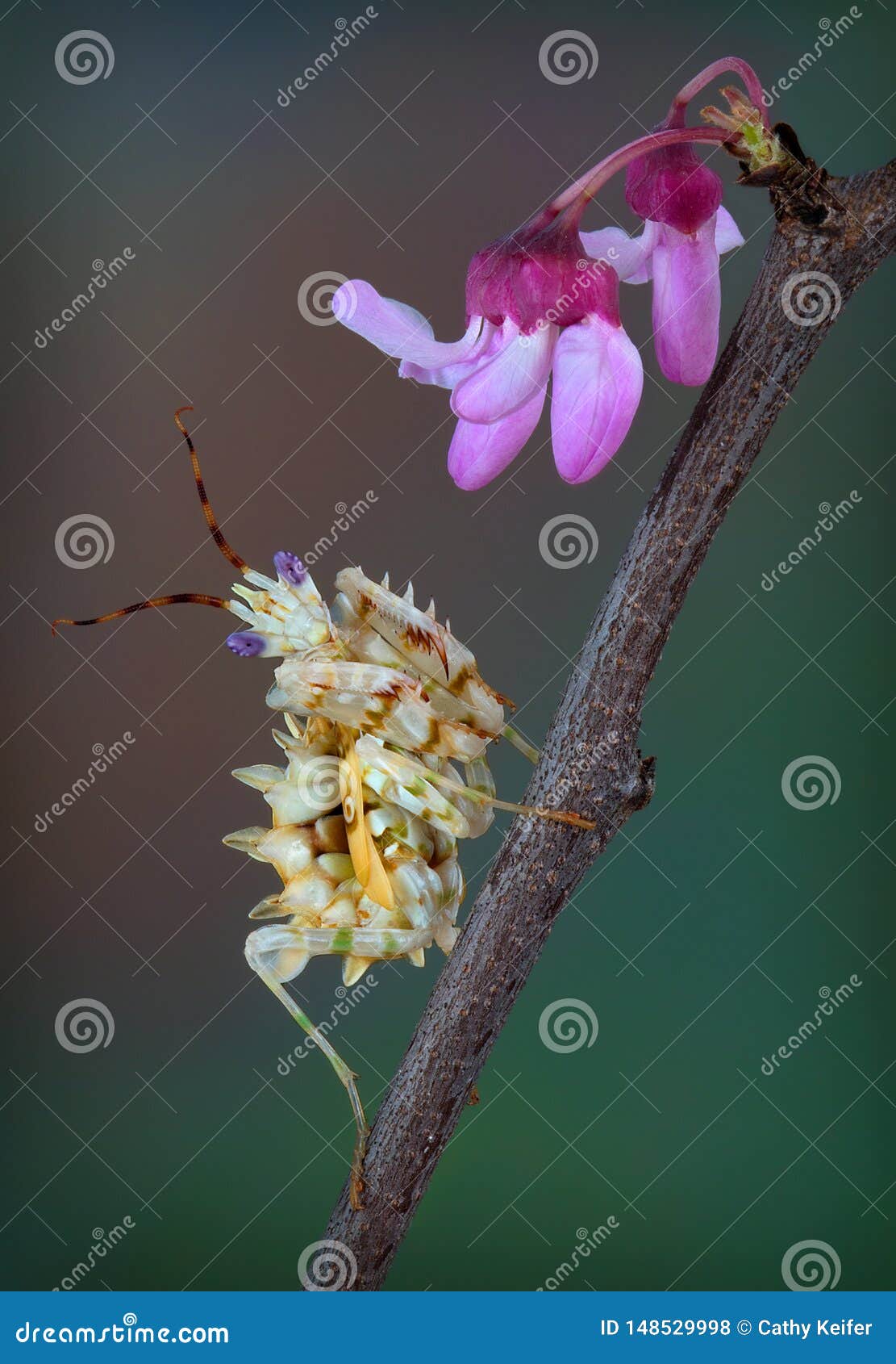 Spiny Flower Mantis on Spring Tree Stock Photo - Image of macro ...