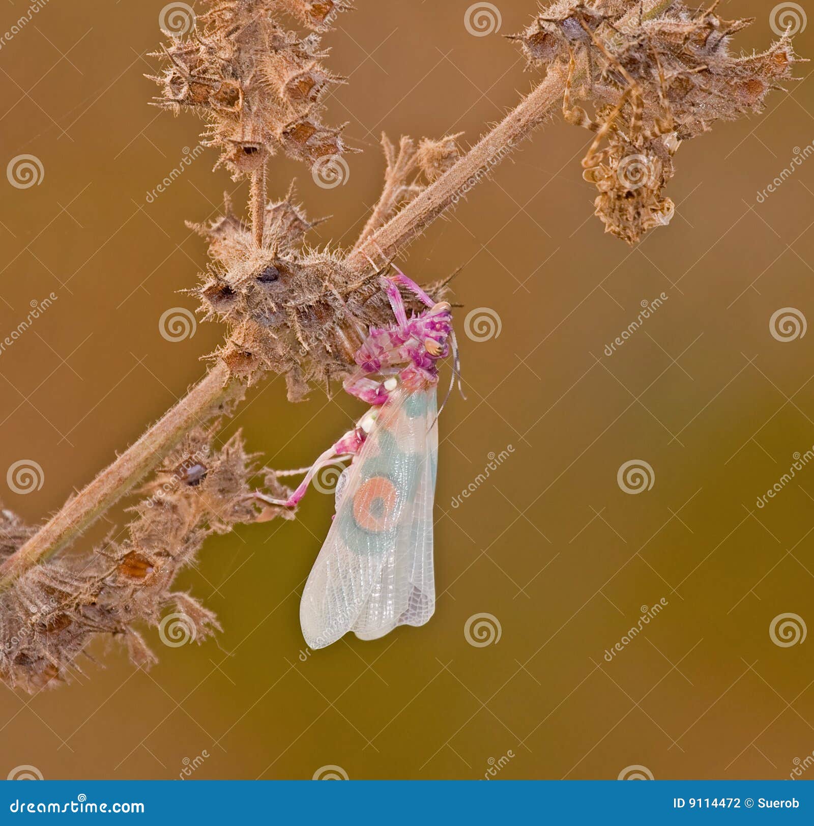 Spiny Flower Praying Mantis on Plant Stock Photo - Image of camouflage ...