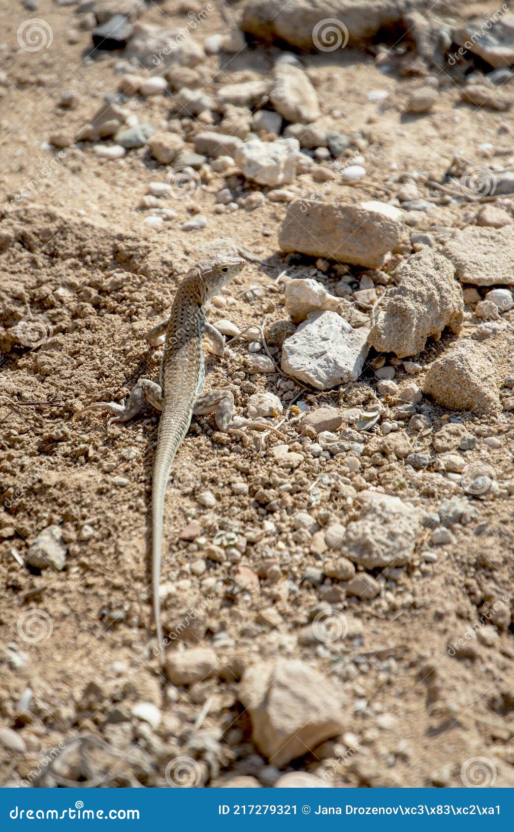 Spiny-Footed Lizard at Cyprus Ruins Stock Image - Image of texture ...