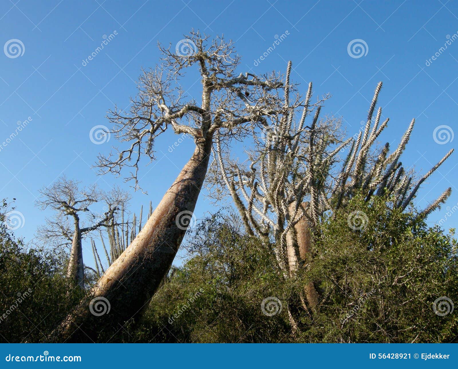 Spiny Forest Ifaty, Madagascar Stock Photo - Image: 56428921